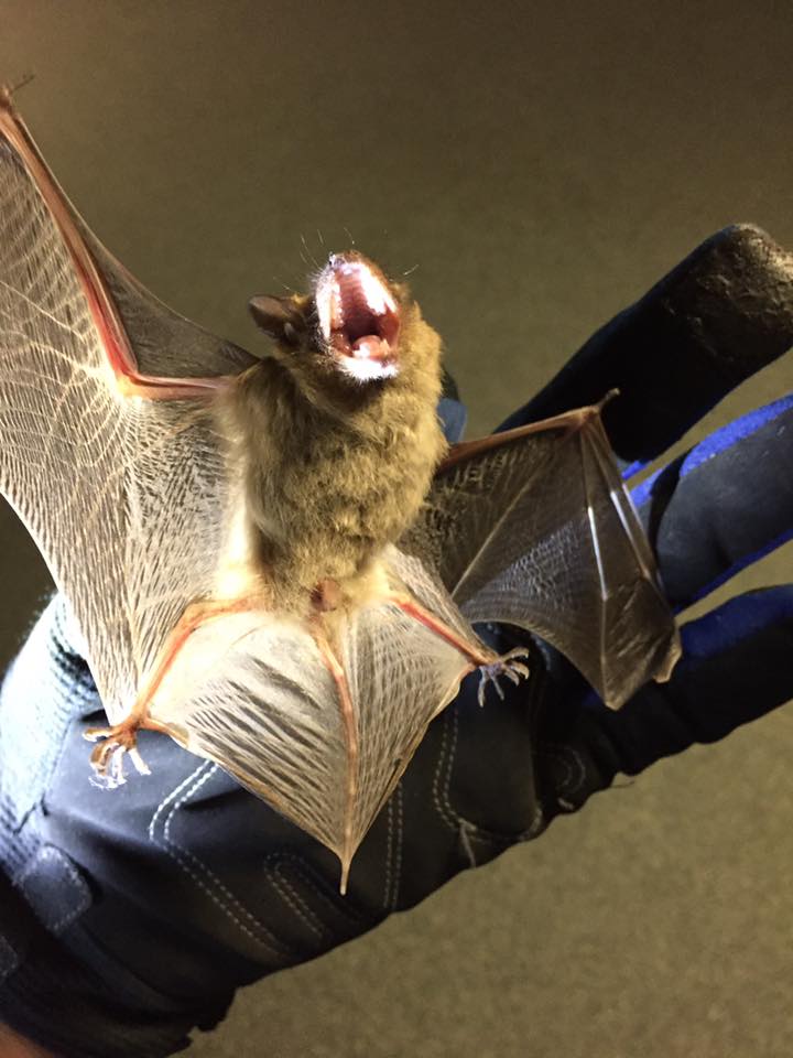 Bat Removal – Intrepid Wildlife Services