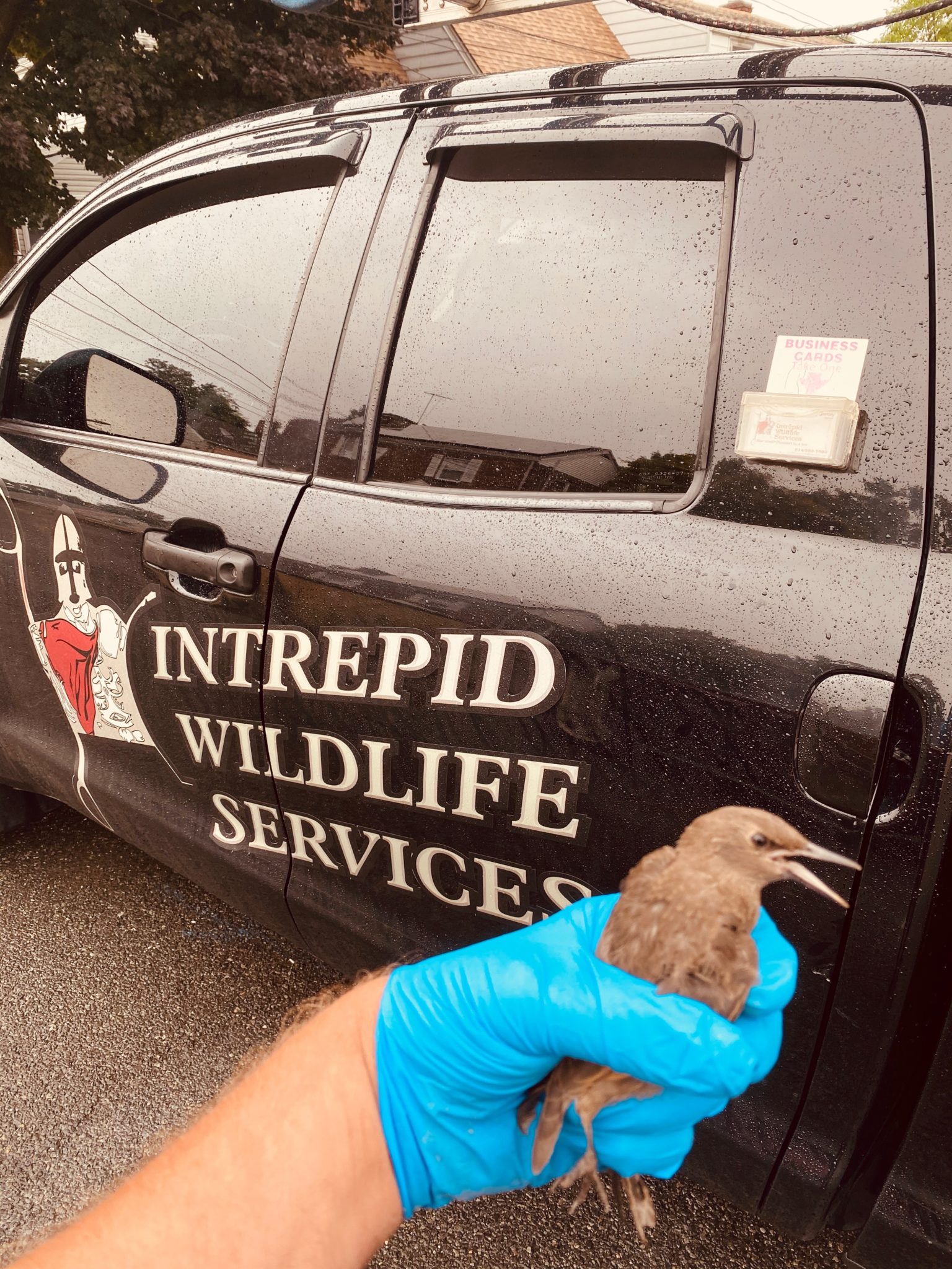 Bird removal from Yonkers Fireplace – Intrepid Wildlife Services
